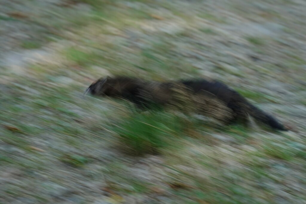 Western Polecat in September 2019 by Kless Guido · iNaturalist