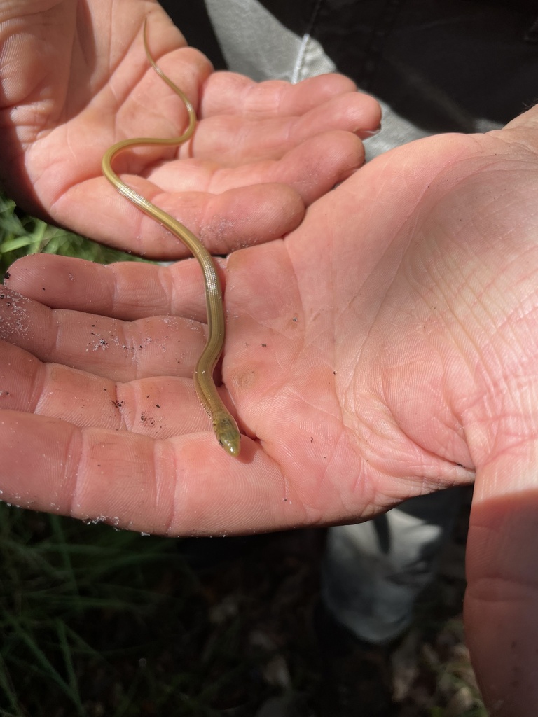 Eastern Glass Lizard from Ponte Vedra Beach, FL, US on July 18, 2022 at ...