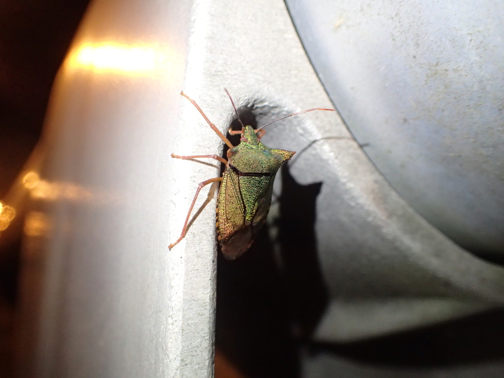 Japanese Stink Bug in October 2023 by hakkahamushi · iNaturalist