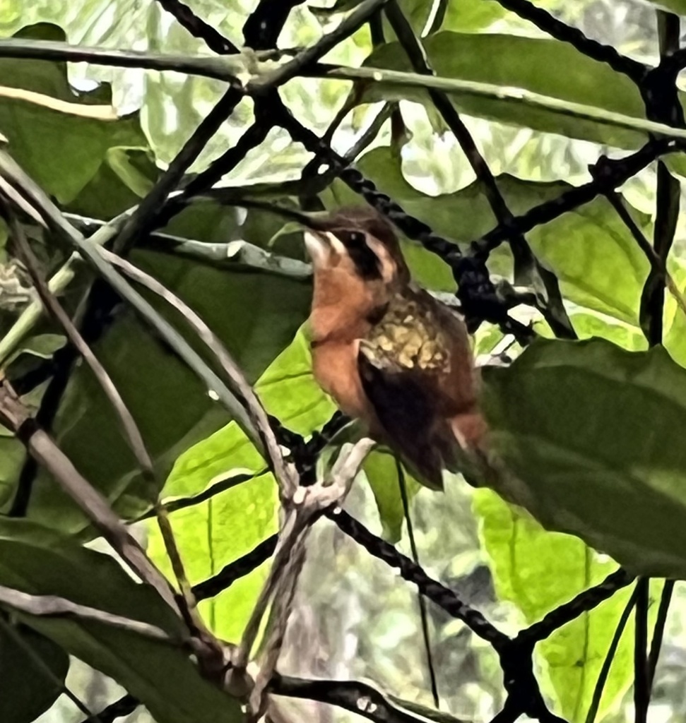 Reddish Hermit from Ubatuba, SP, BR on October 13, 2023 at 05:28 PM by ...