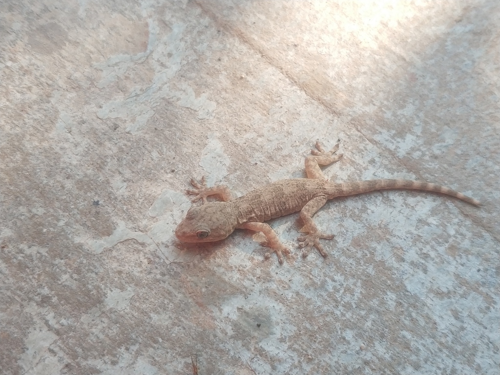 Peking Gecko in October 2023 by Acker · iNaturalist