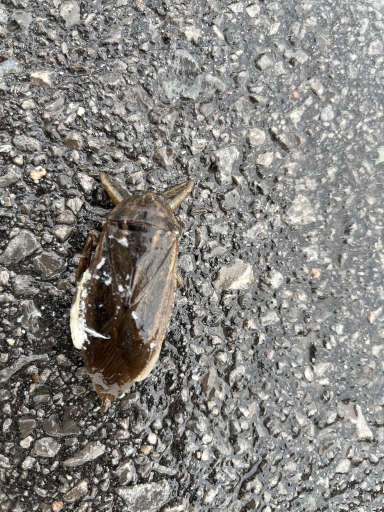 American Giant Water Bug from Craig Henry Park, Ottawa, ON, CA on ...