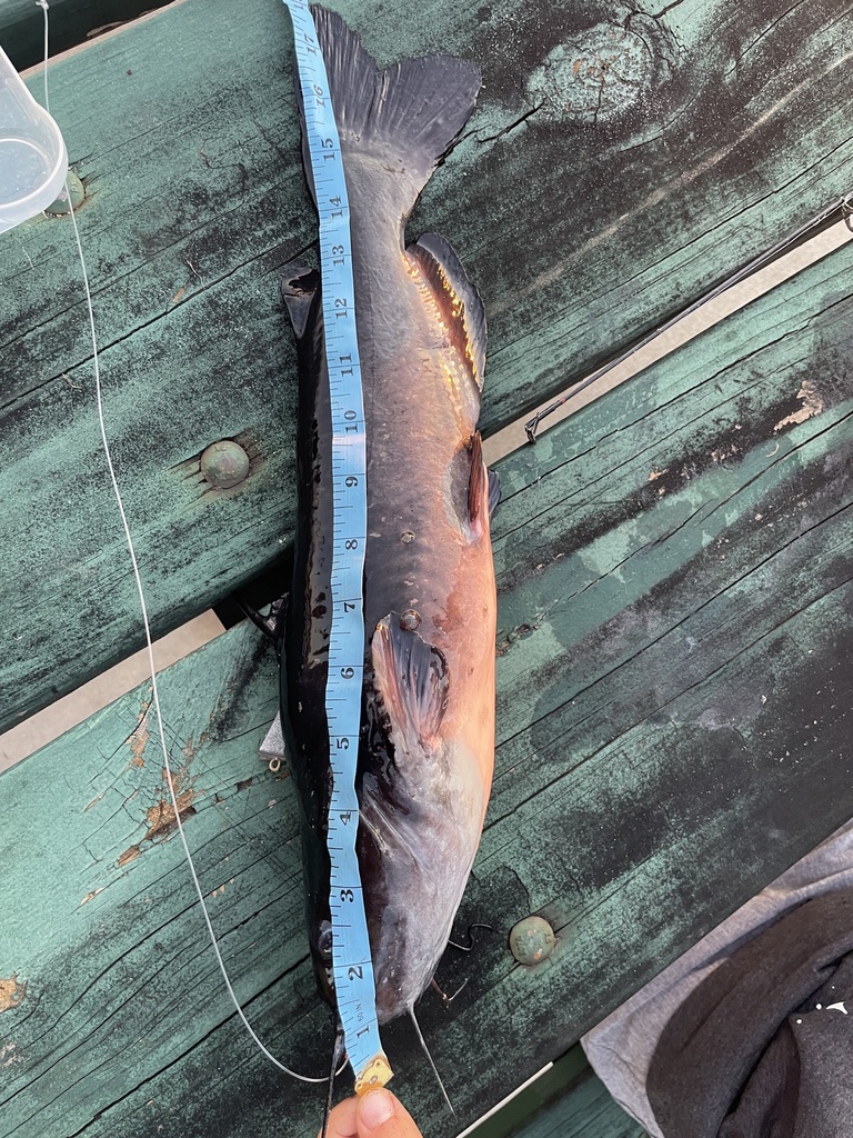 North American Freshwater Catfishes from Deltona, FL, US on October 21 ...