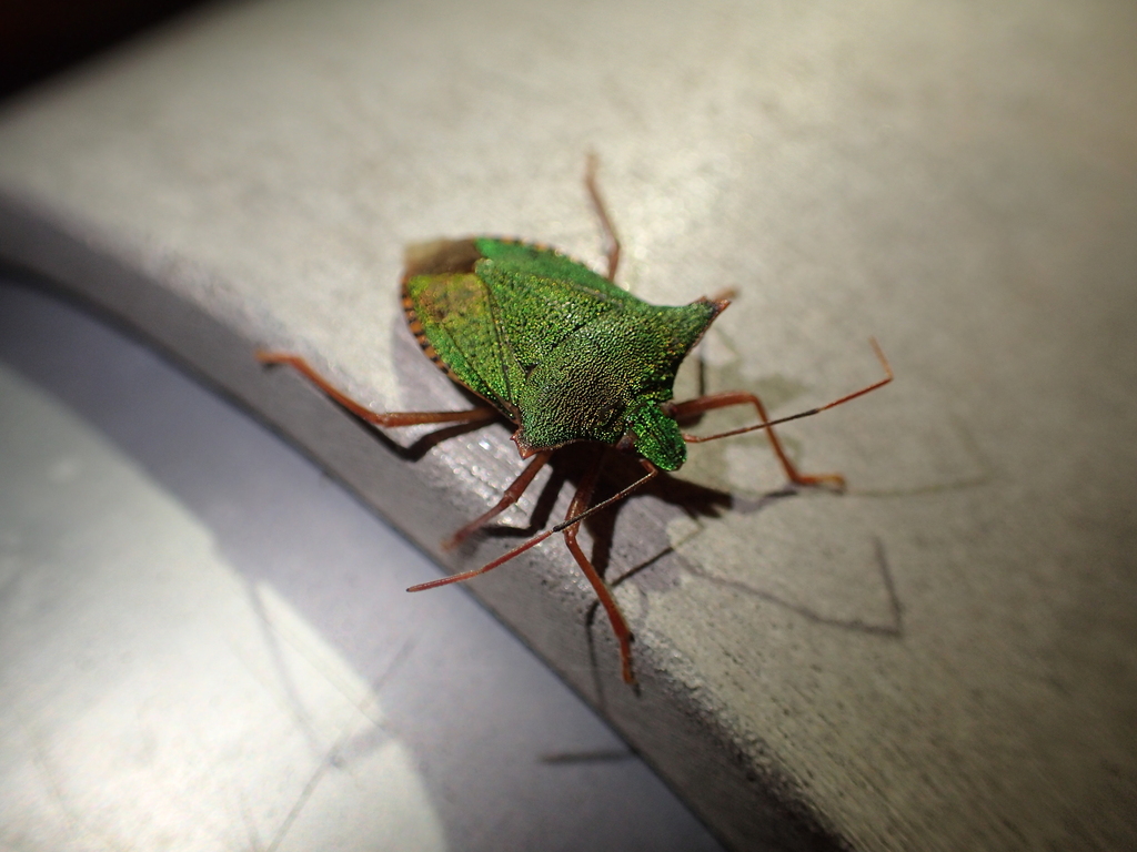 Japanese Stink Bug in October 2023 by hakkahamushi · iNaturalist