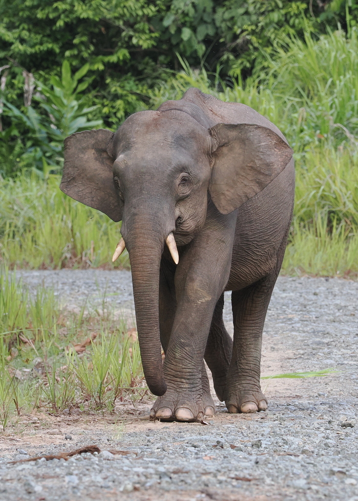 Bornean Elephant in October 2023 by Phil Benstead · iNaturalist