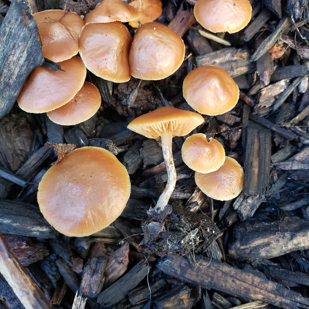 Moss Bells from Arlington, MA 02474, USA on October 22, 2023 at 09:03 ...