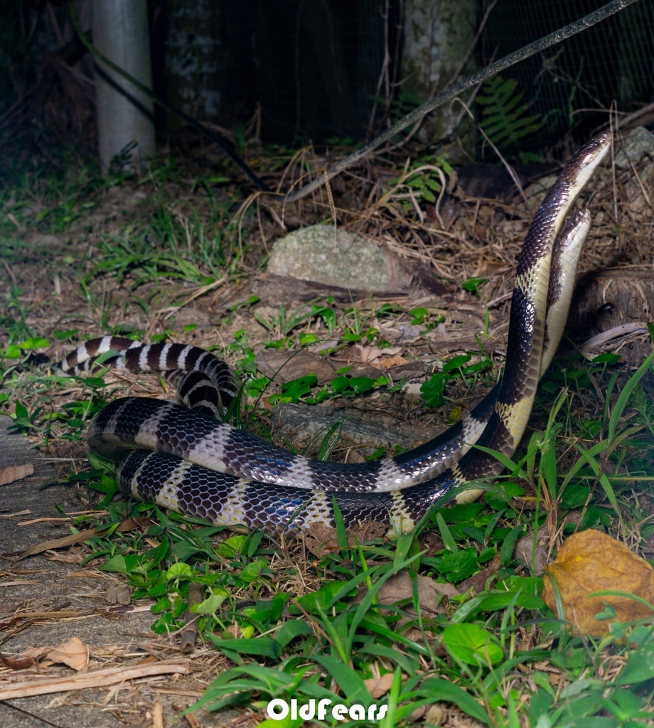 Many-banded Krait (Bungarus multicinctus) - Snakes and Lizards
