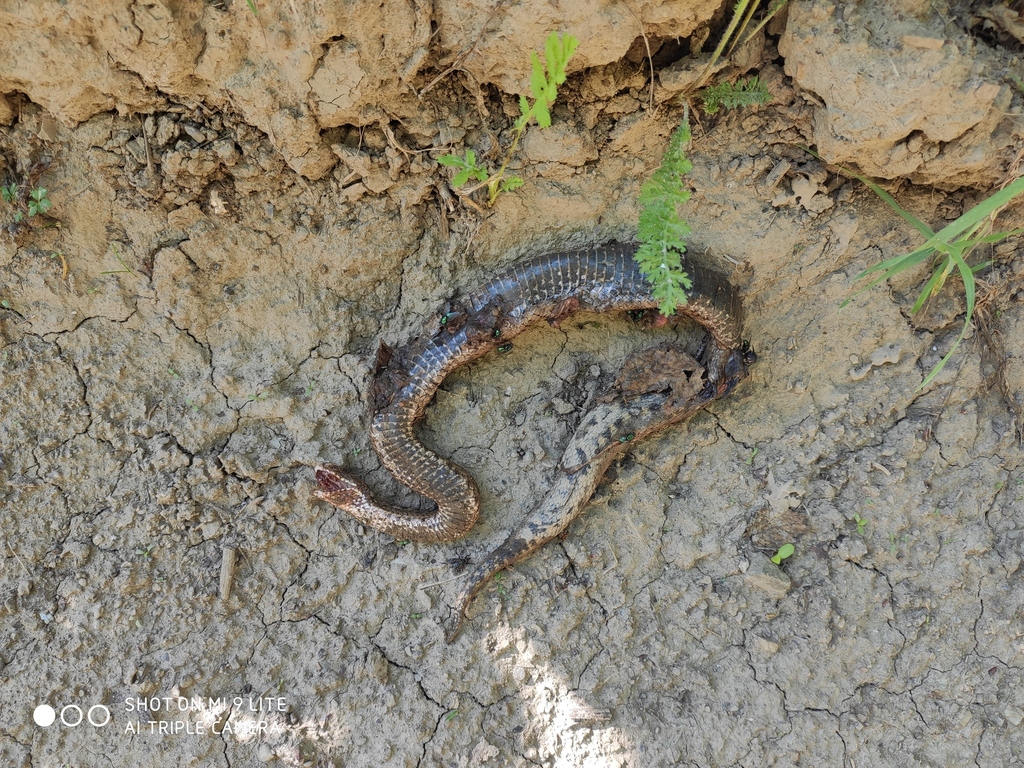 Steppe Viper in June 2020 by Наталья Пикалова · iNaturalist