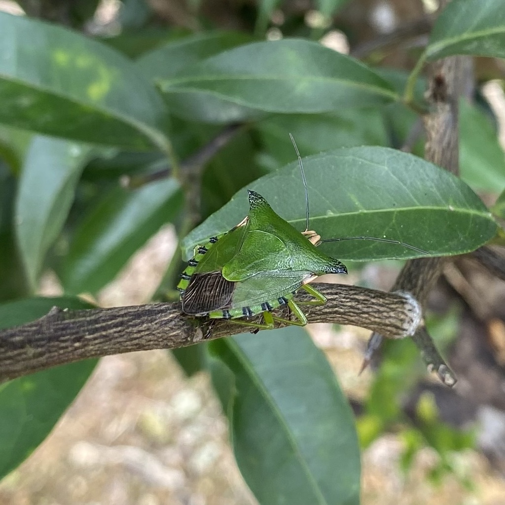 Rhynchocoris humeralis from 船灣郊野公園, 大埔船灣, 新界, HK on October 21, 2023 at ...