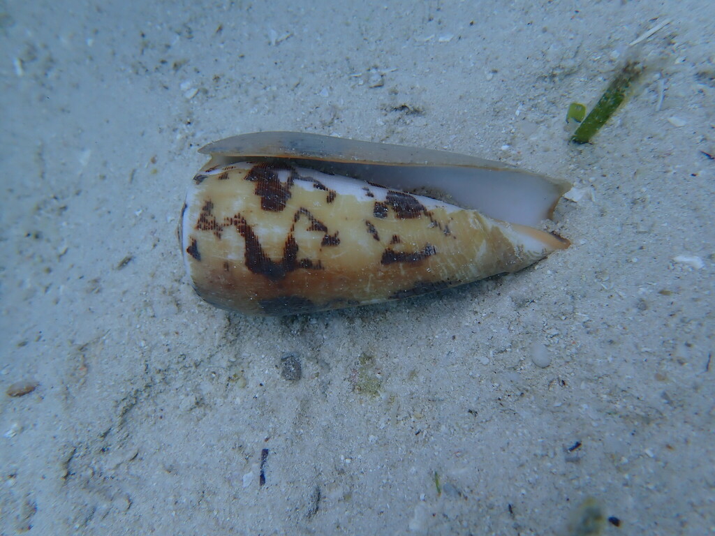 Striated Cone from Fanjove Island, Tanzania on October 21, 2023 at 08: ...