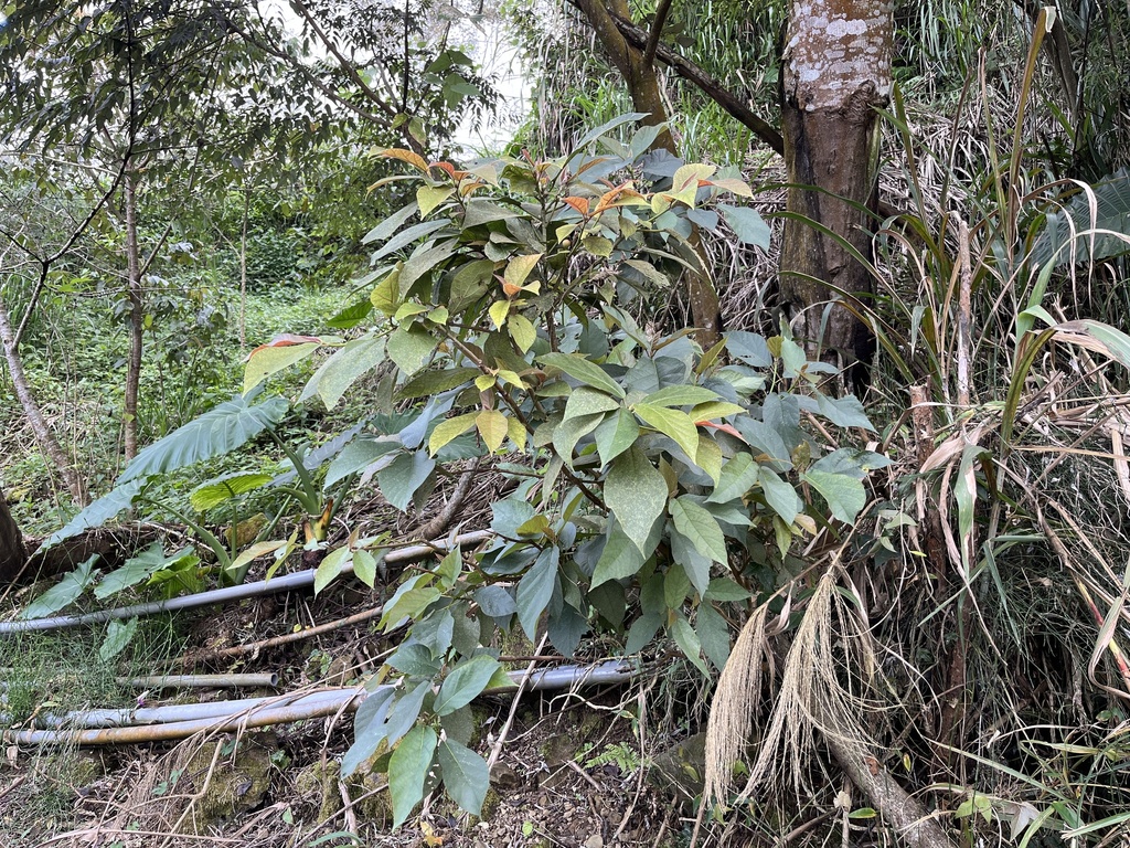 Ficus erecta from 臺灣島, 阿里山鄉, CYQ, TW on October 21, 2023 at 11:01 AM by ...