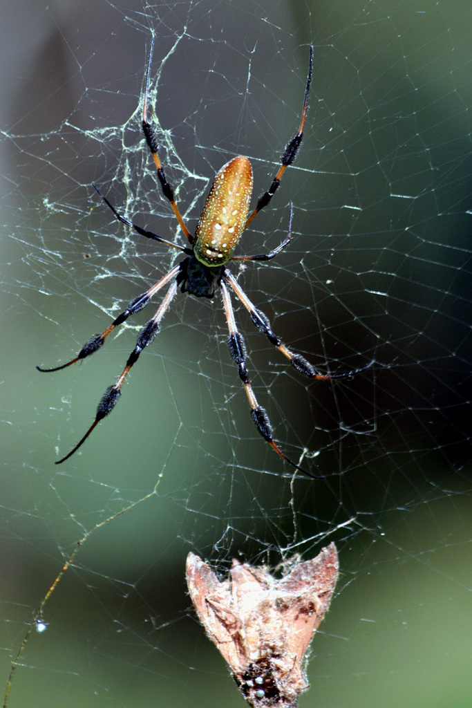 Golden Silk Spider from Coral Terrace, FL, USA on October 21, 2023 at ...