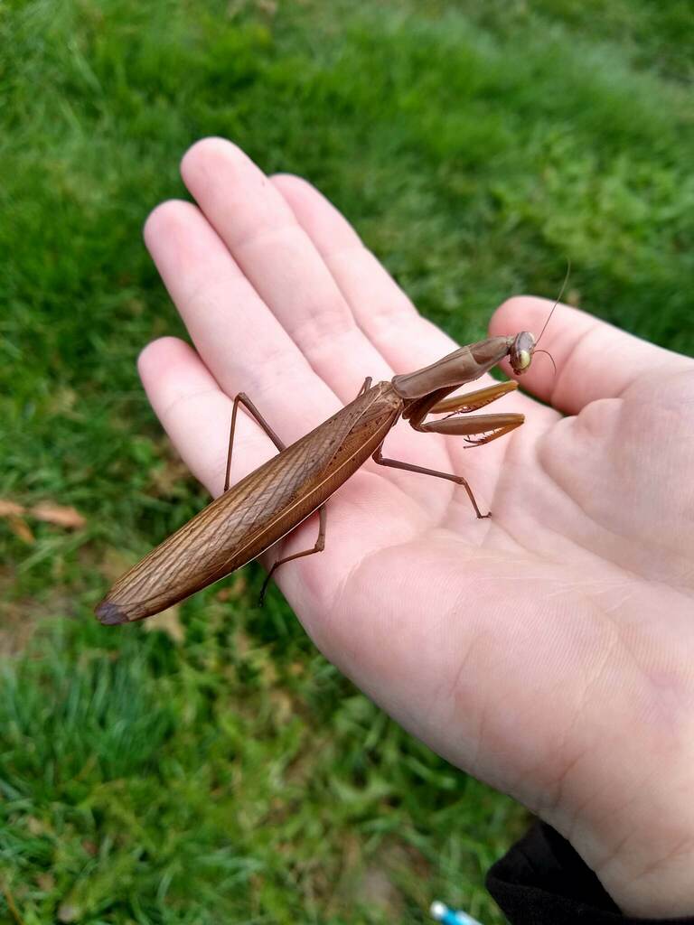 European Mantis from Arcata, CA, USA on November 5, 2019 at 02:06 PM by ...