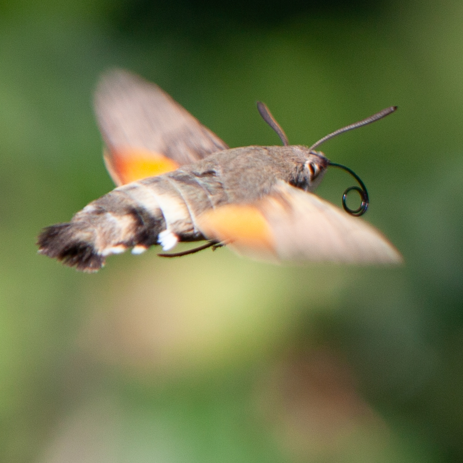 Eurasian Hummingbird Hawkmoth from 25019 Sirmione, Province of Brescia ...
