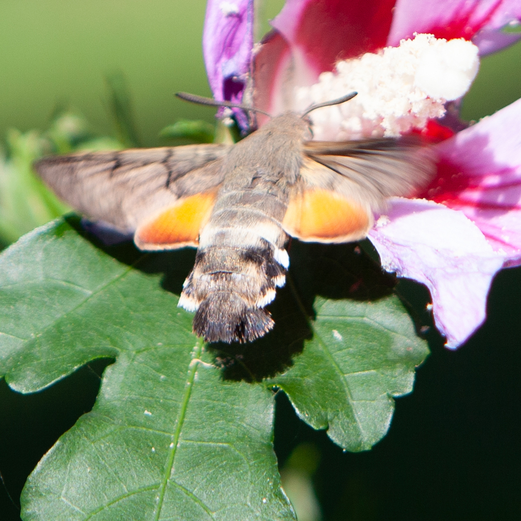 Eurasian Hummingbird Hawkmoth from 25019 Sirmione, Province of Brescia ...