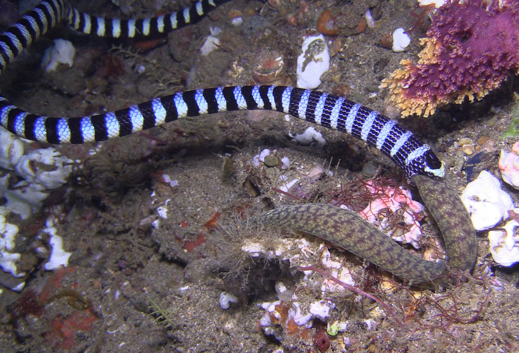 Banded Sea Krait from Mabini, Batangas, Philippines on May 12, 2015 by ...