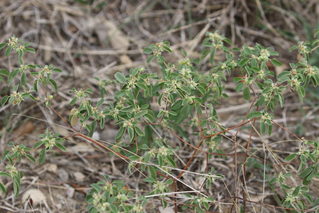 Prairie Tea from Blanco County, TX, USA on October 21, 2023 at 02:15 PM ...