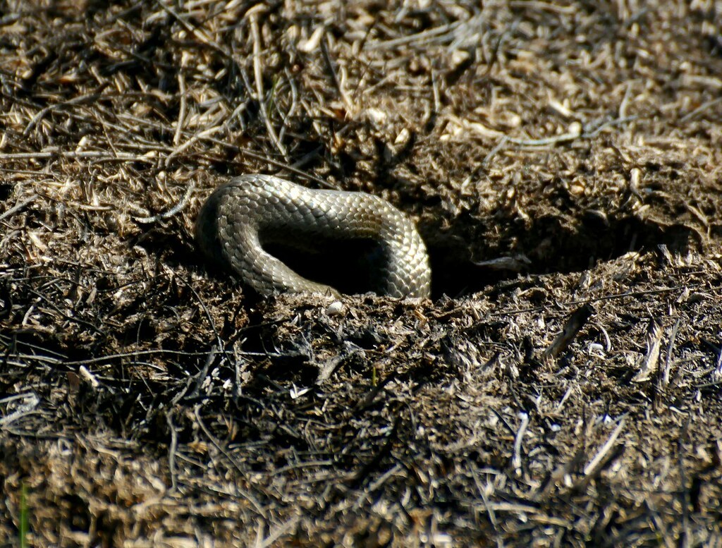 Smooth Snake from Vitovskyi raion, Mykolaiv Oblast, Ukraine on October ...