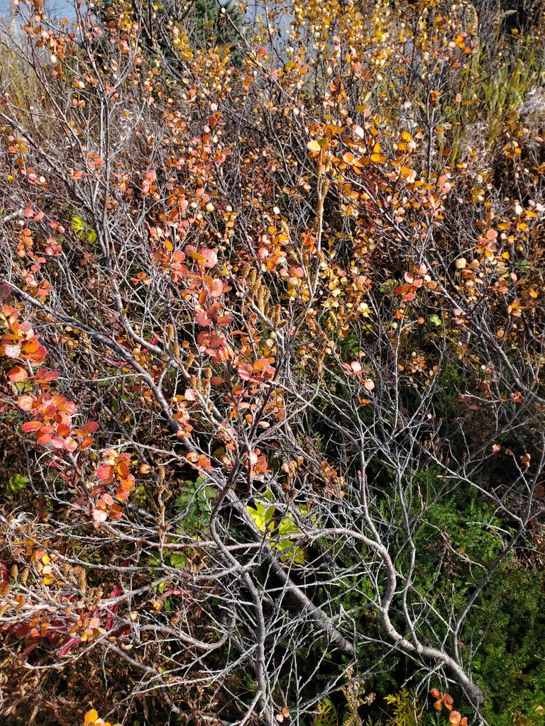 dwarf resin birch from Stikine Region, BC, Canada on September 23, 2023 ...