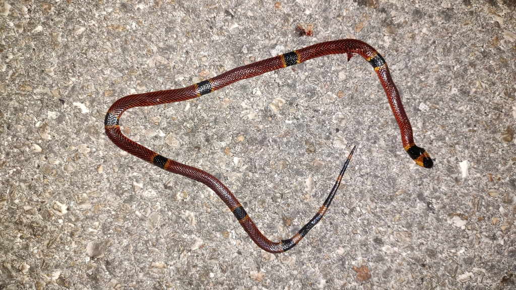 Variable Coralsnake from 97422 Yuc., México on October 21, 2023 at 08: ...