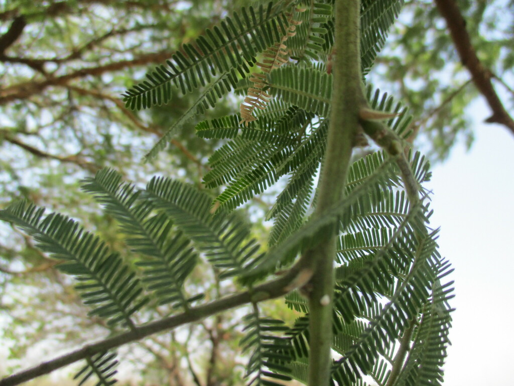 Paperbark Thorn from Zambezi Region, Namibia on October 22, 2023 at 11: ...