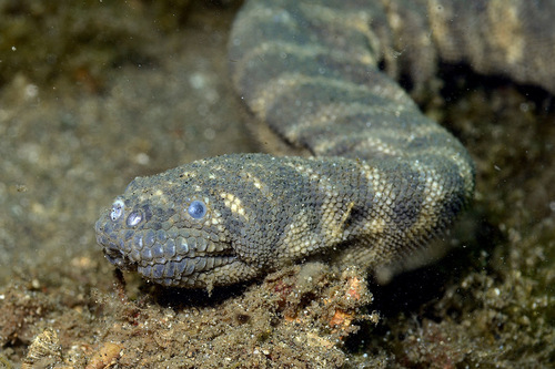 Aquatic File Snakes (Acrochordidae) - Snakes and Lizards