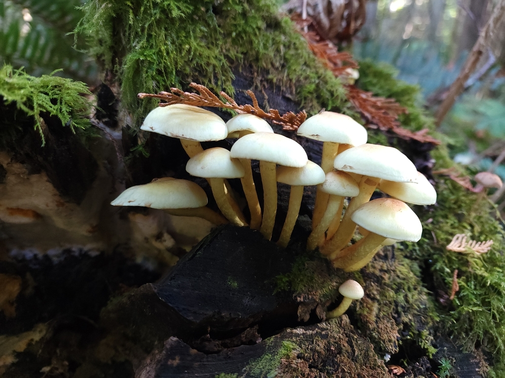 Hypholoma in October 2023 by Tonya Yoder · iNaturalist