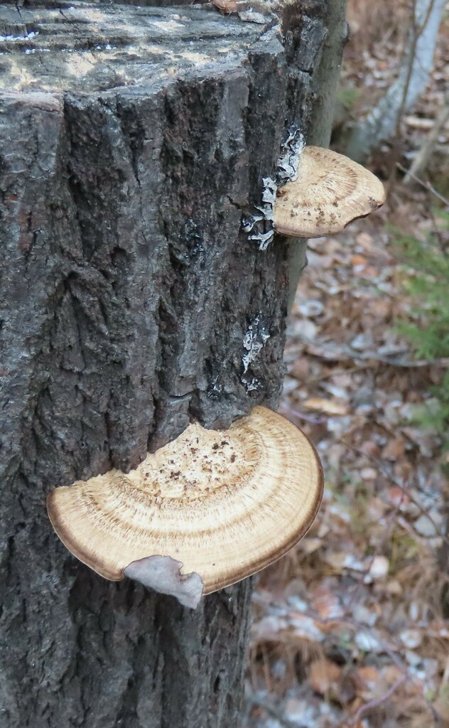 Thin-walled Maze Polypore from Аять, Свердловская обл., Россия, 624180 ...