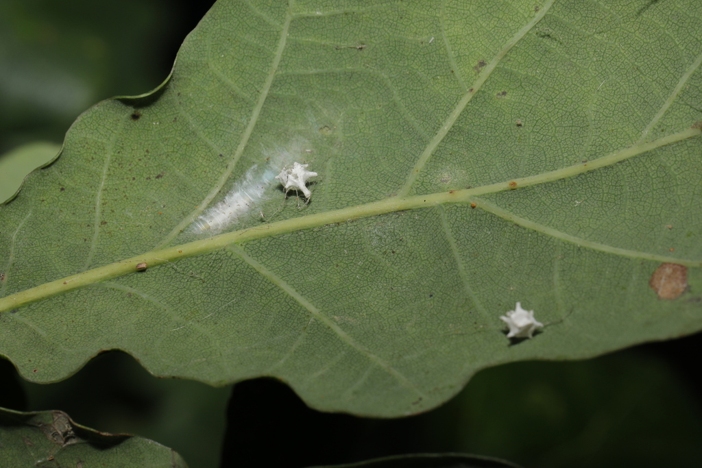 Sputnik Spider from Allerton Cemetery, Springwood Avenue, Allerton ...