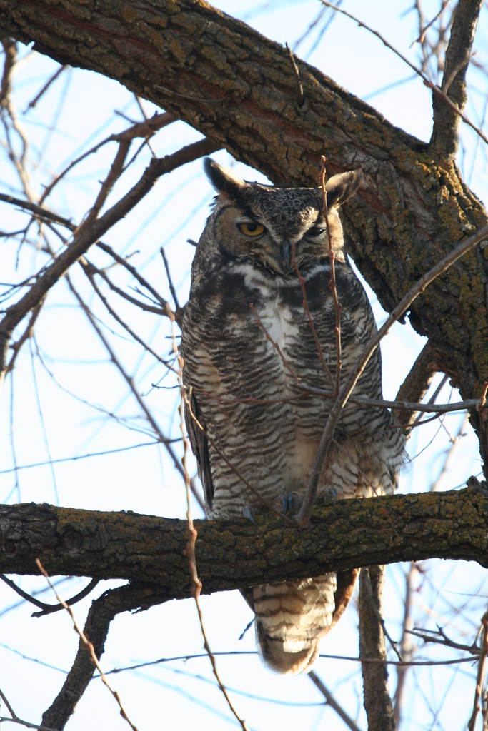 Great Horned Owl from Riverside County, CA, USA on January 14, 2007 at ...