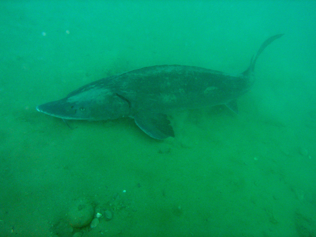 European Sea Sturgeon (Acipenser sturio) - Marine Life Identification