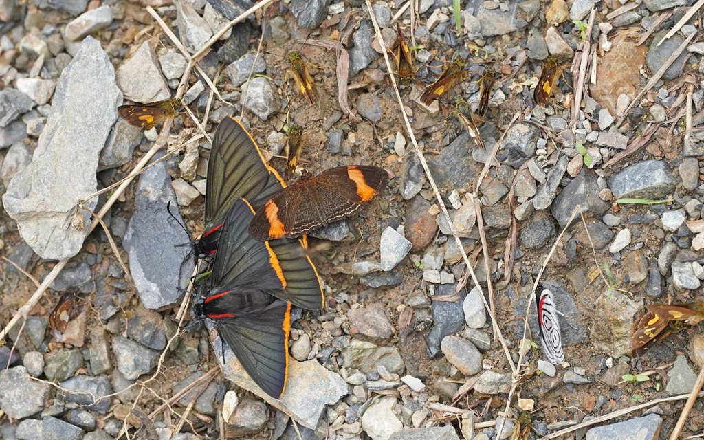 Telenassa jana from Paucartambo Province, Peru on September 6, 2023 at ...