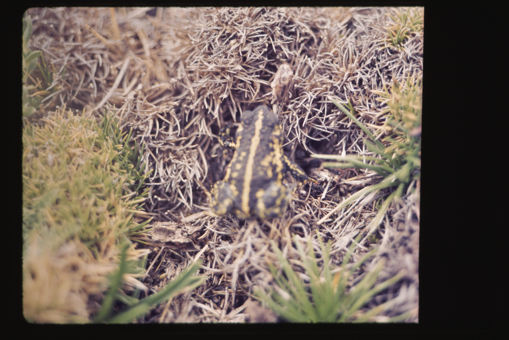 Harlequin Toads from salcedo, Ecuador on November 30, 1976 by Jef Boeke ...