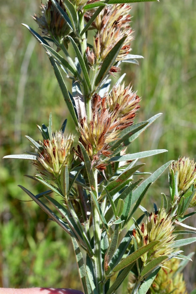 round-headed bush clover in August 2023 by Joey Santore · iNaturalist