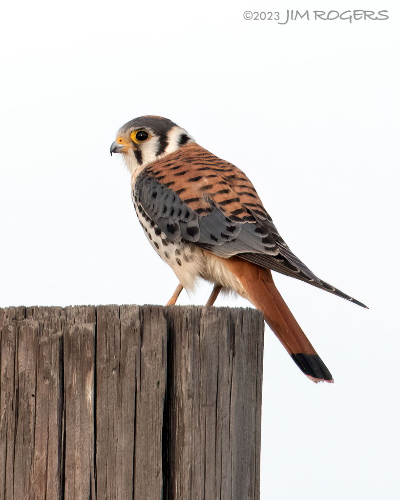 Northern American Kestrel from Myakka City, FL 34251, USA on October 22 ...