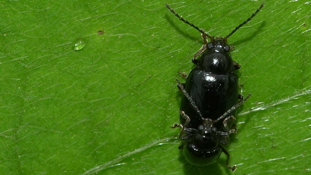 Skeletonizing Leaf and Flea Beetles from Mumbai Vet College on October ...