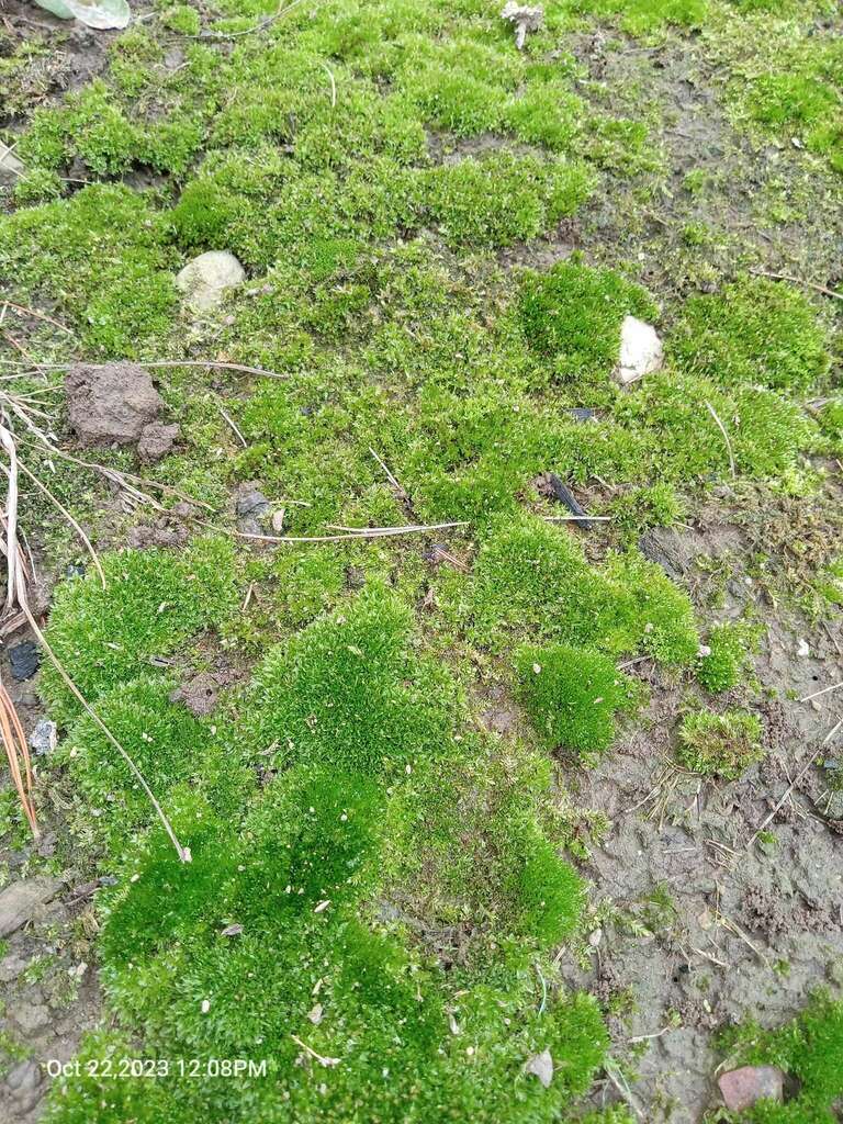mosses from Macedonia, OH, USA on October 22, 2023 at 12:43 PM by Joe A ...