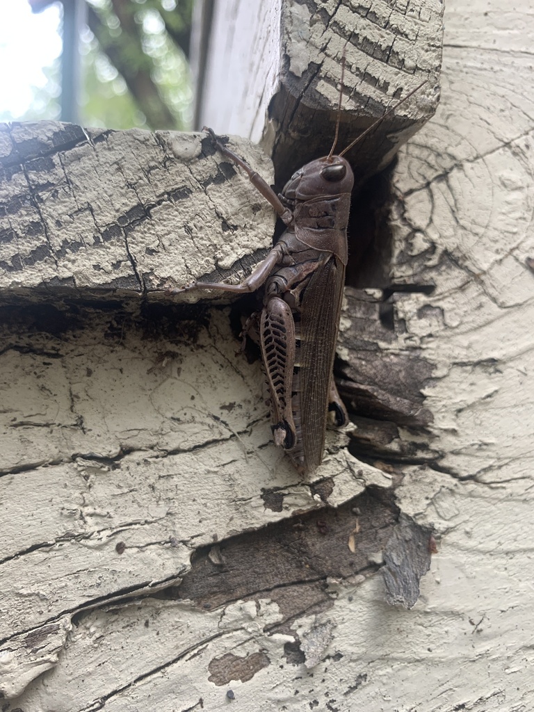 Differential Grasshopper from Lilac St, Fort Worth, TX, US on October ...