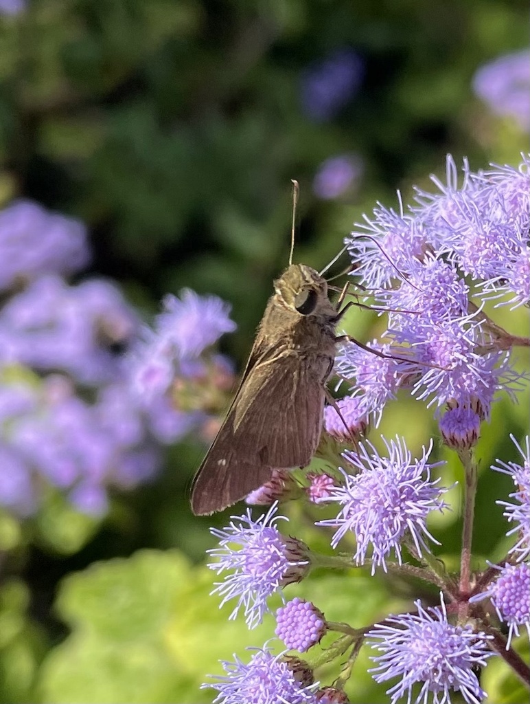 Ocola Skipper from 300 Magnolia Road, Charleston, SC, USA on October 22 ...