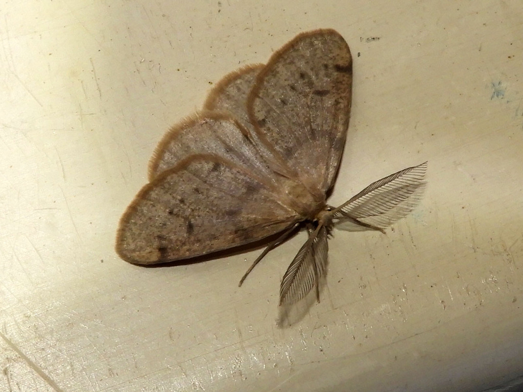 Animomyia smithii from Organ Pipe Cactus National Monument, Pima Co., Arizona, USA on October 13 ...