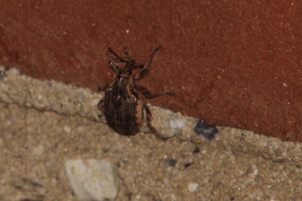 Clover Leaf Weevil from Addlestone Pl, Ashburn, VA, US on October 15 ...