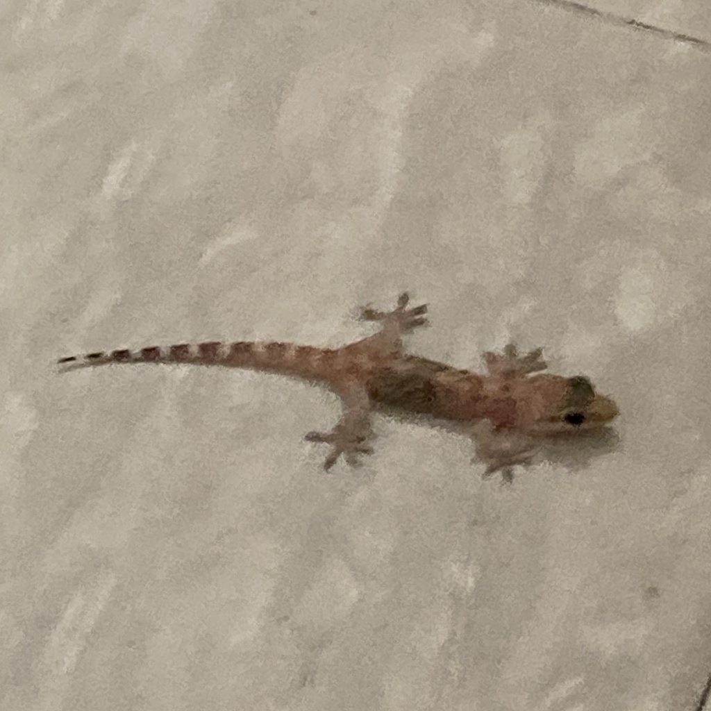 Mediterranean House Gecko from NC State University, Raleigh, NC, US on ...