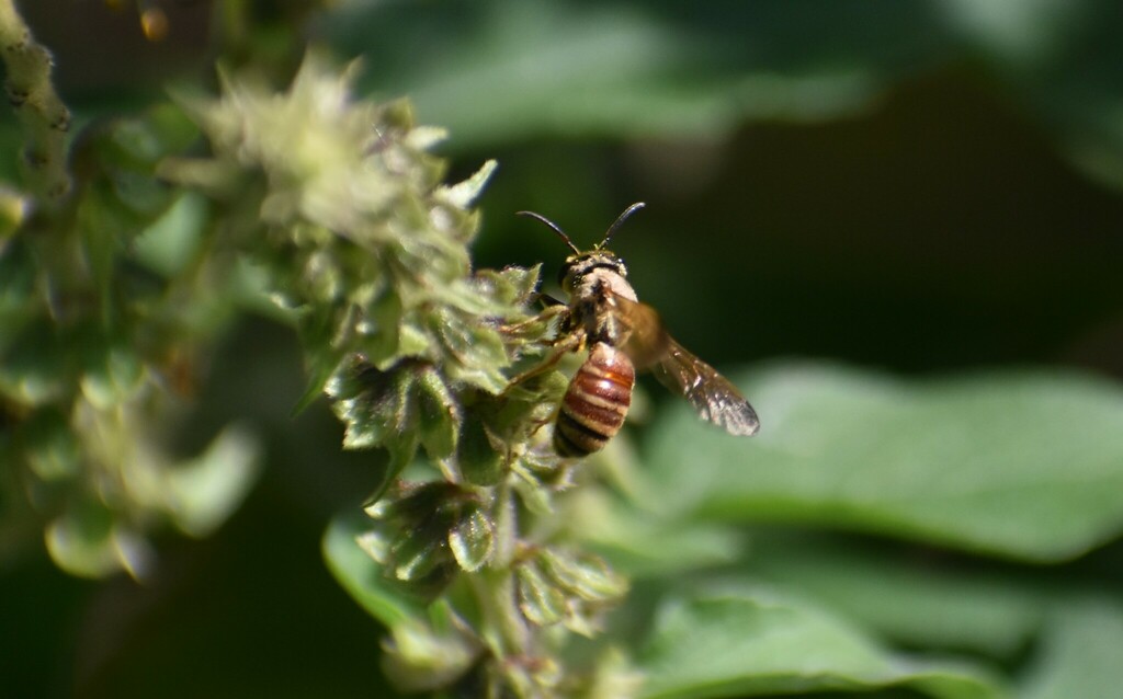 Nomia from Jammu on October 21, 2023 at 02:34 PM by Dr.Uma Shankar. Bee ...