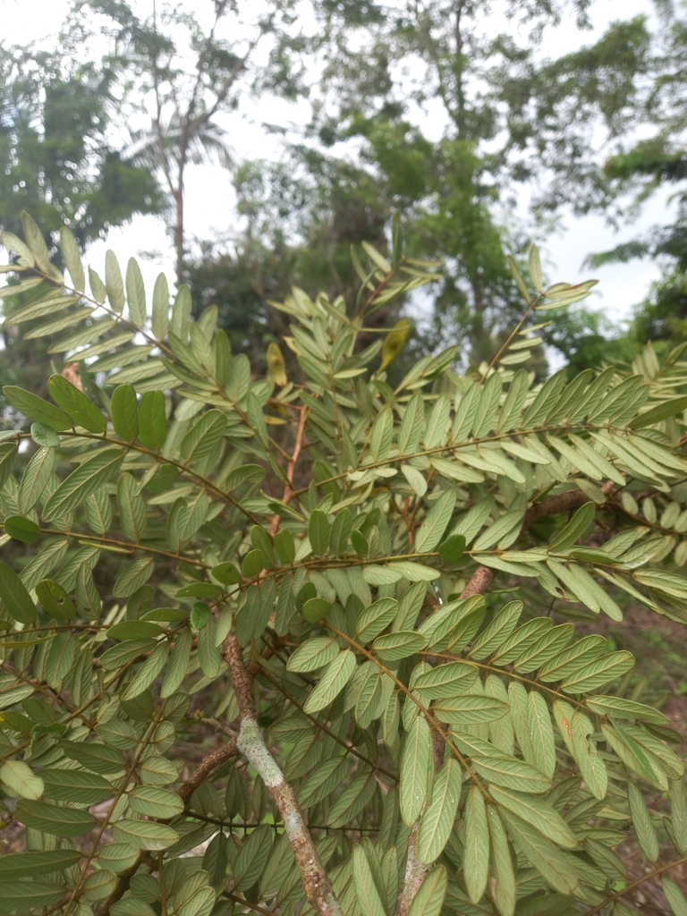 Lonchocarpus rugosus from El Castillo, Nicaragua on October 20, 2022 at ...