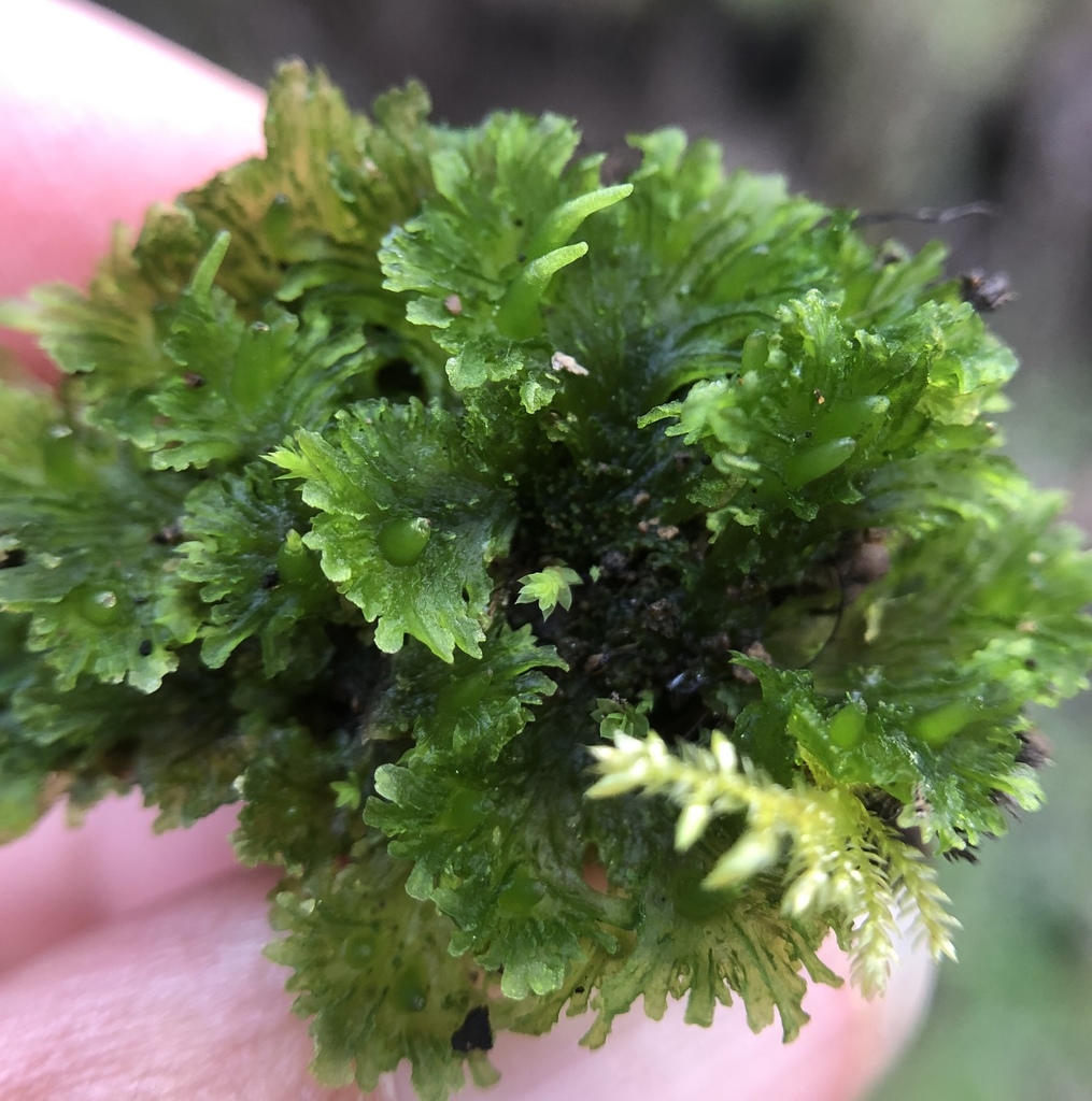 Anthoceros fusiformis from Briones Regional Park, Orinda, CA, US on ...
