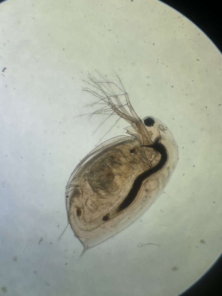 Common Water Flea from Hale CP, Liverpool, England, GB on October 22 ...