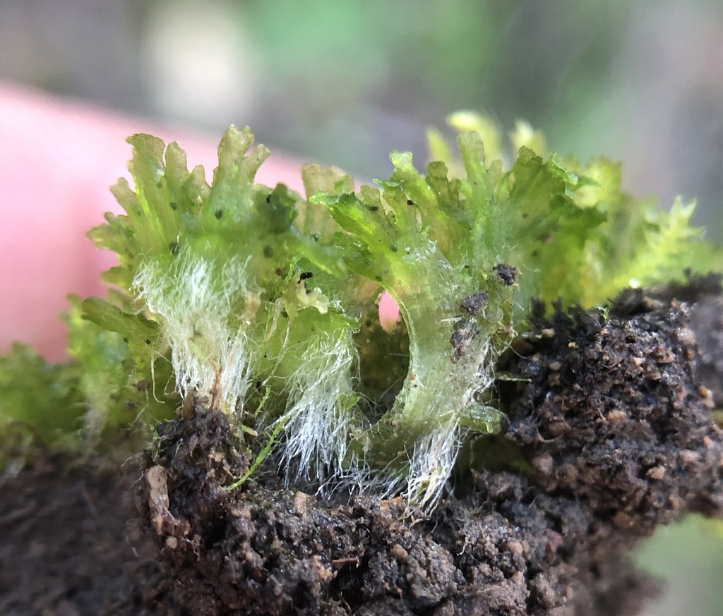 hornworts (Anthocerotophyta) - Botanical Realm