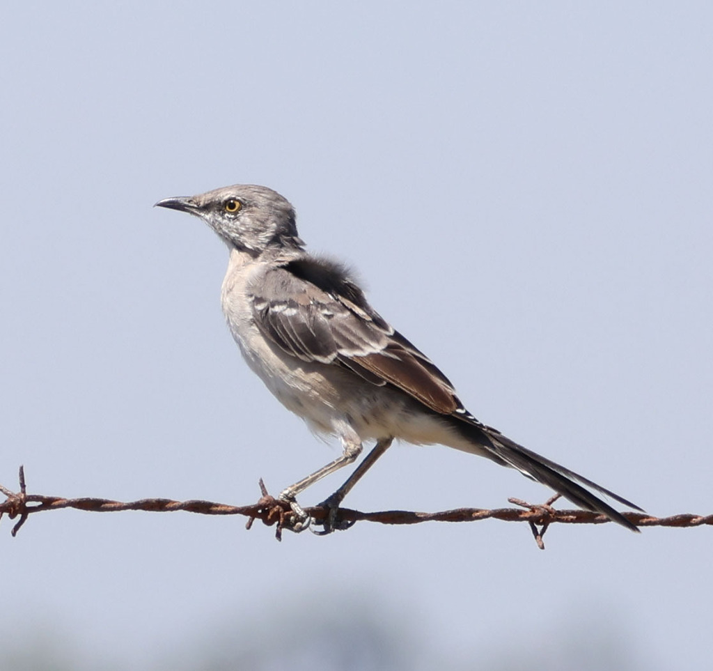 Northern Mockingbird from Los Alamitos, CA, USA on September 8, 2023 at ...