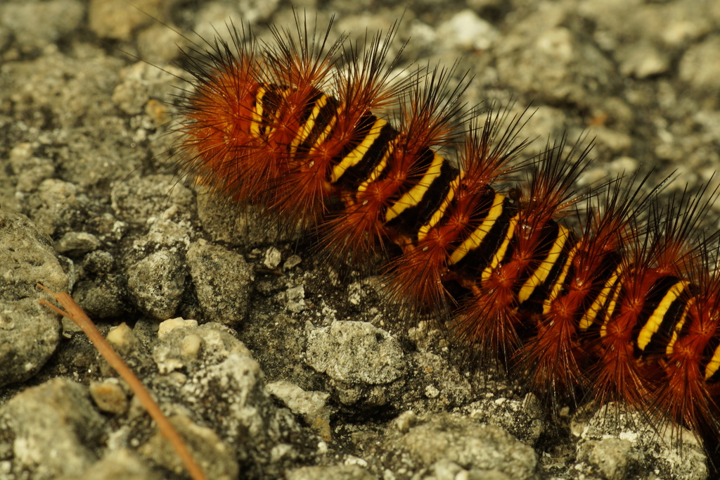 Echo Moth from Larry and Penny Thompson Park, FL, USA on October 22 ...