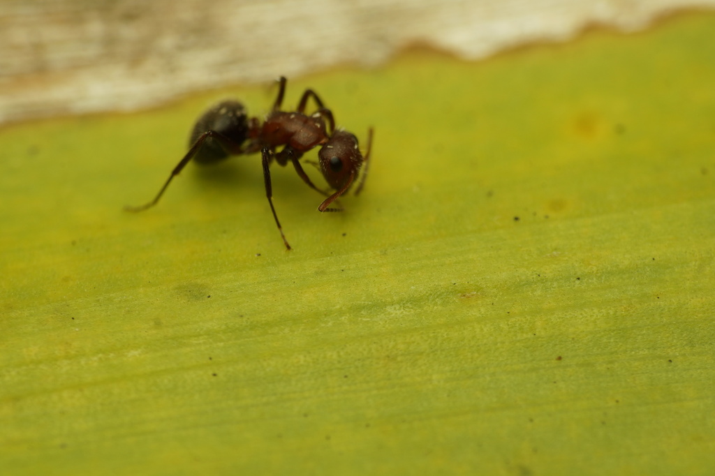 Compact Carpenter Ant from Larry and Penny Thompson Park, FL, USA on ...